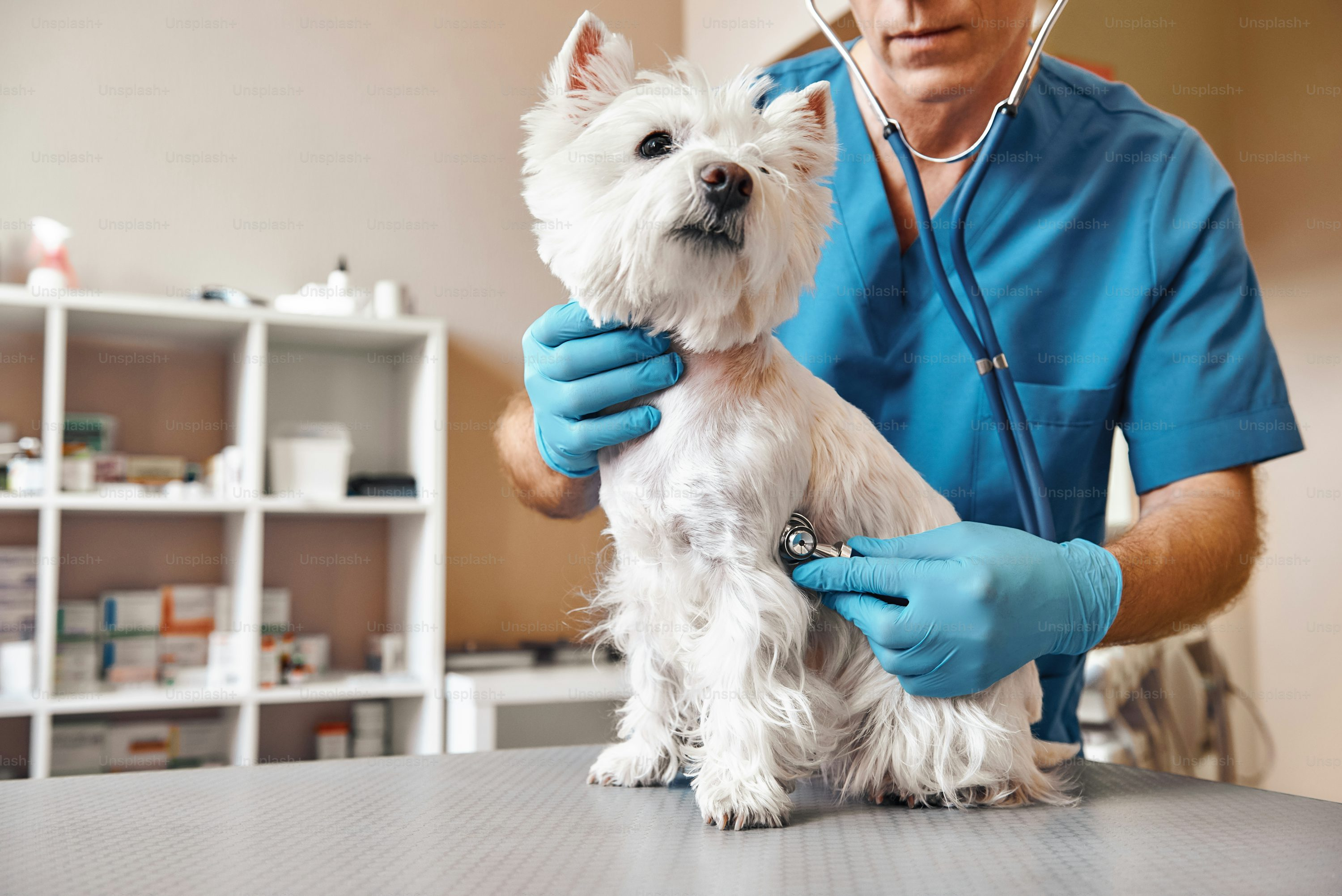 VETSA Clinic – Cuidado veterinario profesional